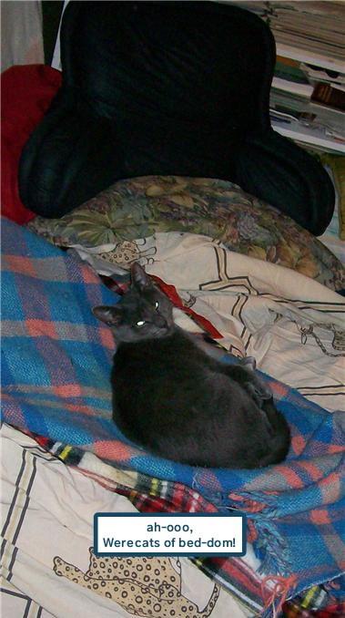 Achoo - Lolcats - lol | cat memes | funny cats | funny cat pictures ...