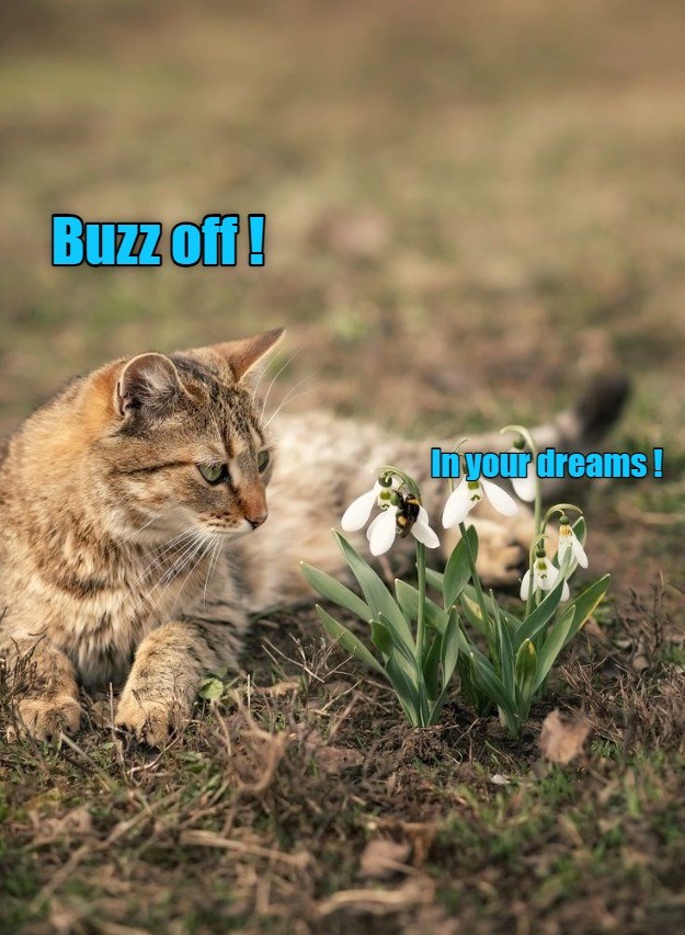 Bzzzz... - Lolcats - lol | cat memes | funny cats | funny cat pictures ...