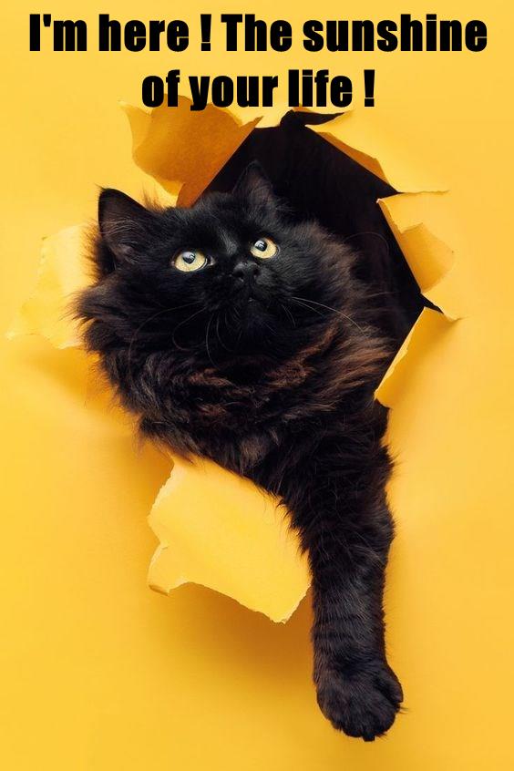 Sunshine - Lolcats - lol | cat memes | funny cats | funny cat pictures ...