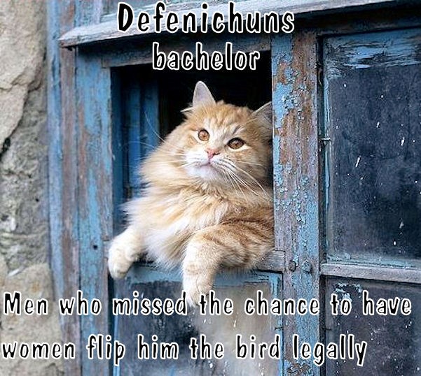 Now he qualifies for wedgies - Lolcats - lol | cat memes | funny cats ...