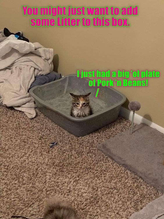 ...And Hurry!!! - Lolcats - lol | cat memes | funny cats | funny cat ...