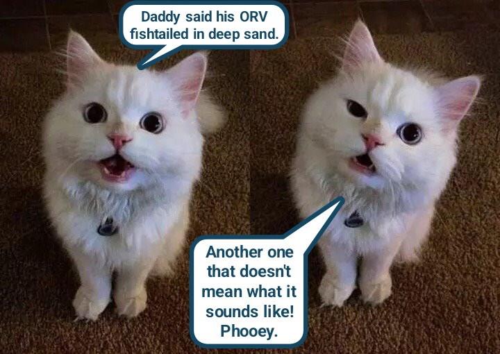 No fish out of water - Lolcats - lol | cat memes | funny cats | funny ...