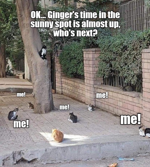 Me! - Lolcats - lol | cat memes | funny cats | funny cat pictures with ...