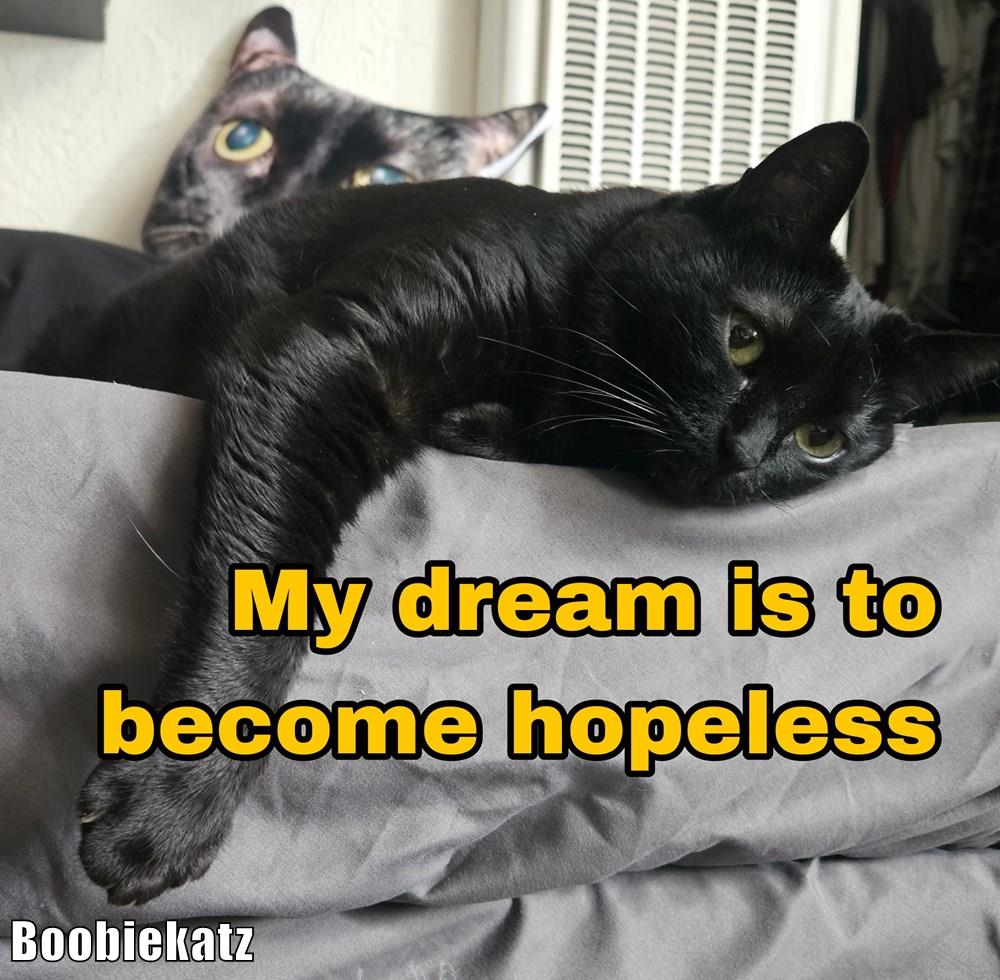 Dreaming - Lolcats - lol | cat memes | funny cats | funny cat pictures ...