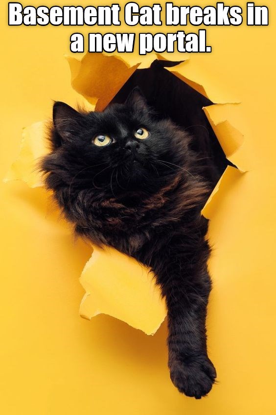 Basement cat - Lolcats - lol | cat memes | funny cats | funny cat ...