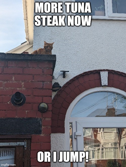 Caturday Blackmail - Lolcats - lol | cat memes | funny cats | funny cat ...