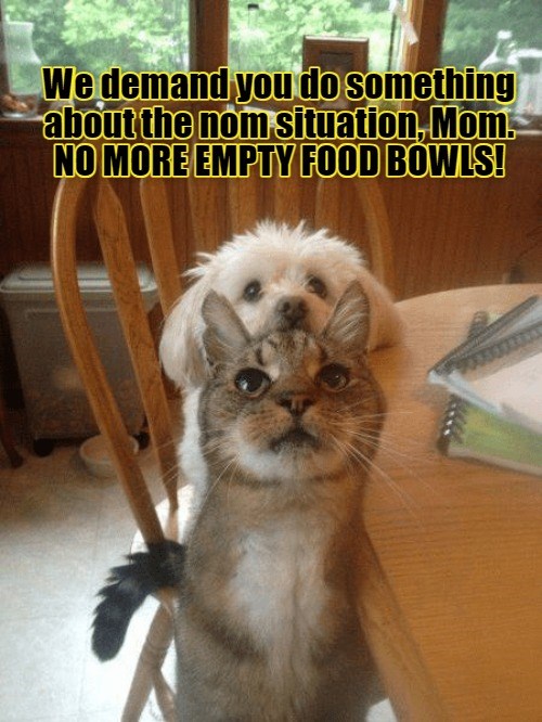 Teamwork make the dream work - I Can Has Cheezburger?