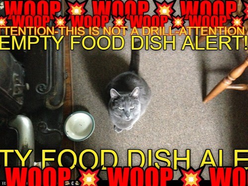 Empty food dish alert! - Lolcats - lol | cat memes | funny cats | funny ...