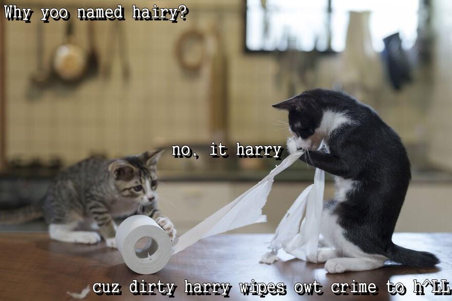 Hairy - Lolcats - lol | cat memes | funny cats | funny cat pictures ...