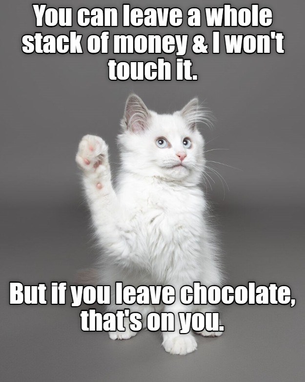 Honest Kitty honests - Lolcats - lol | cat memes | funny cats | funny ...