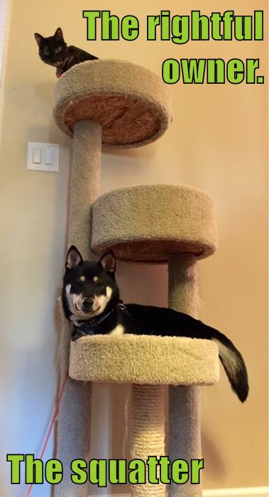 The squatter - Lolcats - lol | cat memes | funny cats | funny cat ...