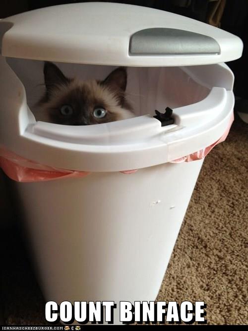 Count Binface Lolcats Lol Cat Memes Funny Cats Funny Cat