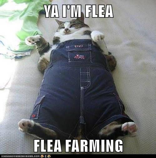 Flea farming - Lolcats - lol | cat memes | funny cats | funny cat ...
