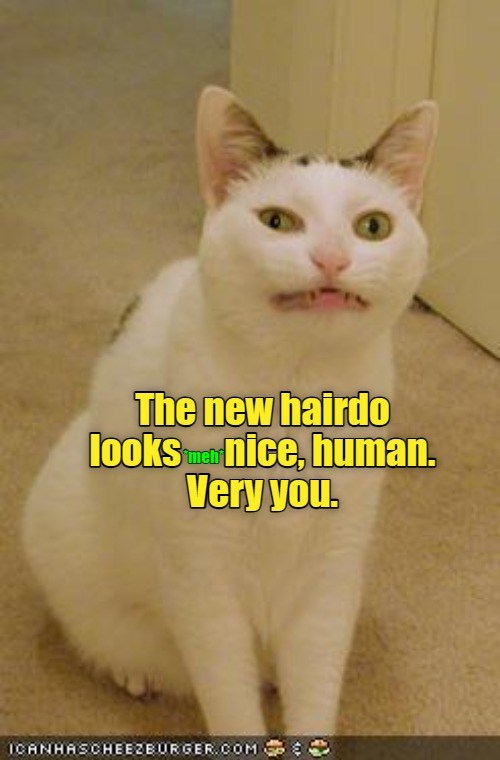 Very ehhh.... nice, yeah, sure... - Lolcats - lol | cat memes | funny ...