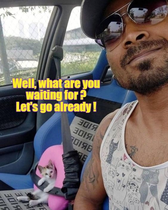 Speed queen - Lolcats - lol | cat memes | funny cats | funny cat ...