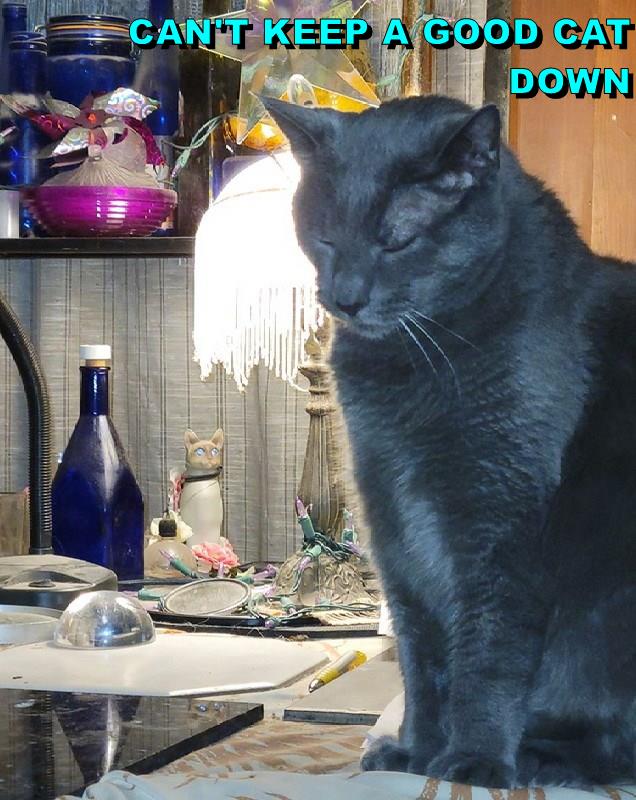 Can't keep a good cat down - Lolcats - lol | cat memes | funny cats ...