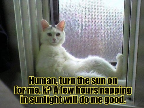 Turn the sun on for me, please - Lolcats - lol | cat memes | funny cats ...