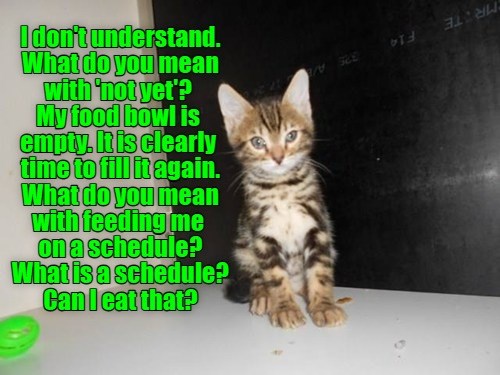 Can I eat a feeding schedule? - Lolcats - lol | cat memes | funny cats ...