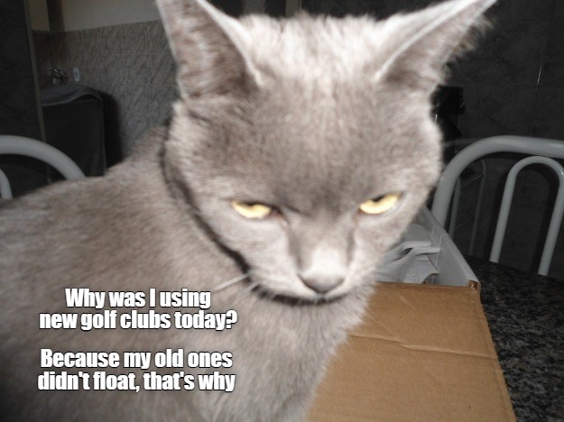 Don't ask what I shot - Lolcats - lol | cat memes | funny cats | funny ...