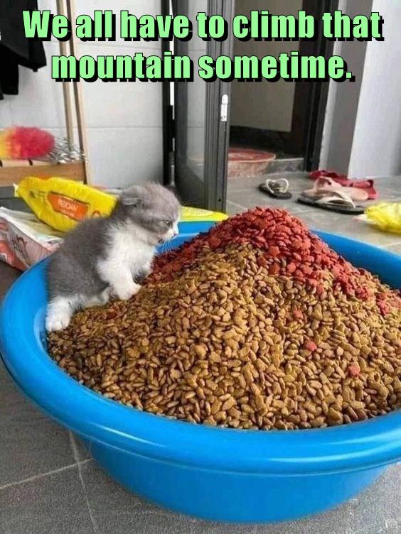 We all have to climb that mountain sometime. - Lolcats - lol | cat ...