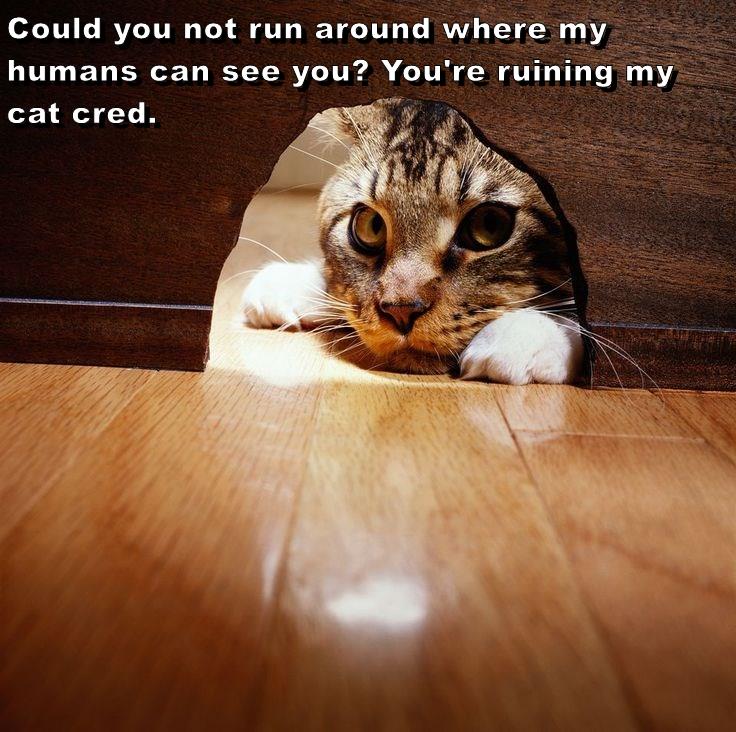 Cat cred - Lolcats - lol | cat memes | funny cats | funny cat pictures ...