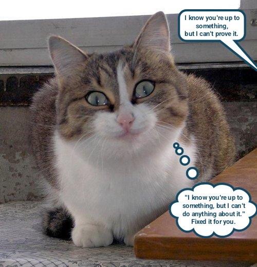 Mouthful - Lolcats - lol | cat memes | funny cats | funny cat pictures ...