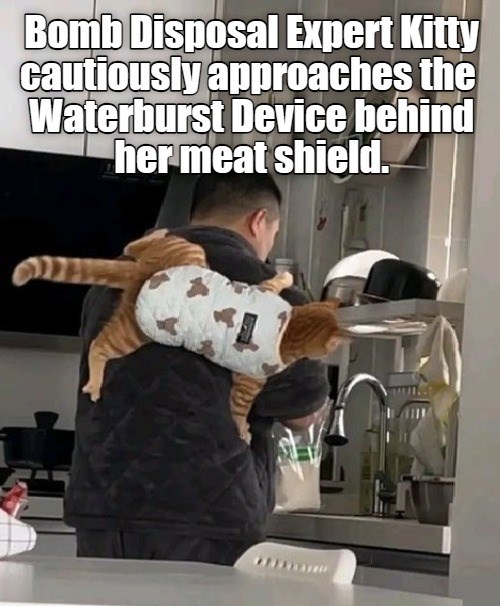 The terror shall not prevail! - Lolcats - lol | cat memes | funny cats ...