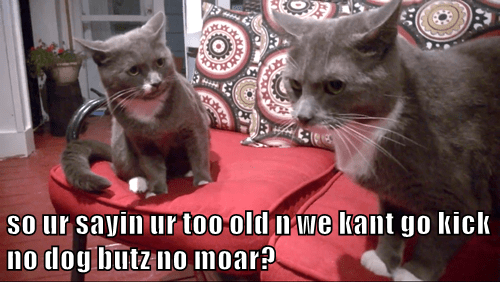 Too old - Lolcats - lol | cat memes | funny cats | funny cat pictures ...