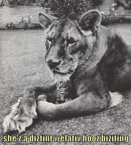 Distant relative - Lolcats - lol | cat memes | funny cats | funny cat ...