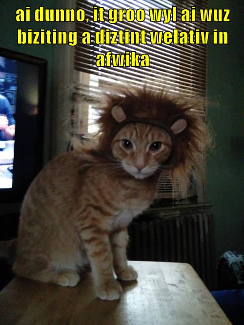 Dunno - Lolcats - lol | cat memes | funny cats | funny cat pictures ...