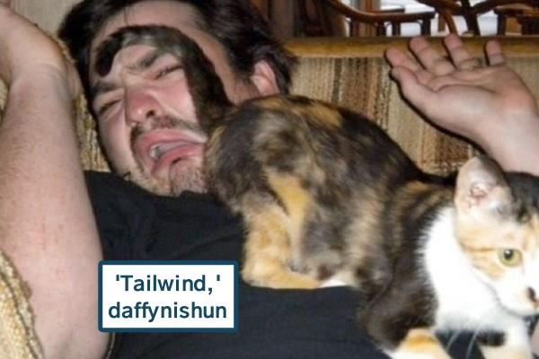 'Headwind' - Lolcats - lol | cat memes | funny cats | funny cat ...