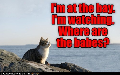 What a Hassel(hoff) - Lolcats - lol | cat memes | funny cats | funny ...