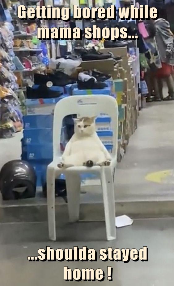 Shoulda stayed home - Lolcats - lol | cat memes | funny cats | funny ...