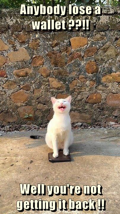 Evil laughter - Lolcats - lol | cat memes | funny cats | funny cat ...