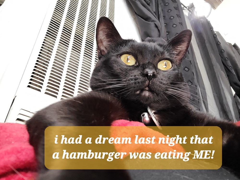 Bamboozled - Lolcats - lol | cat memes | funny cats | funny cat ...