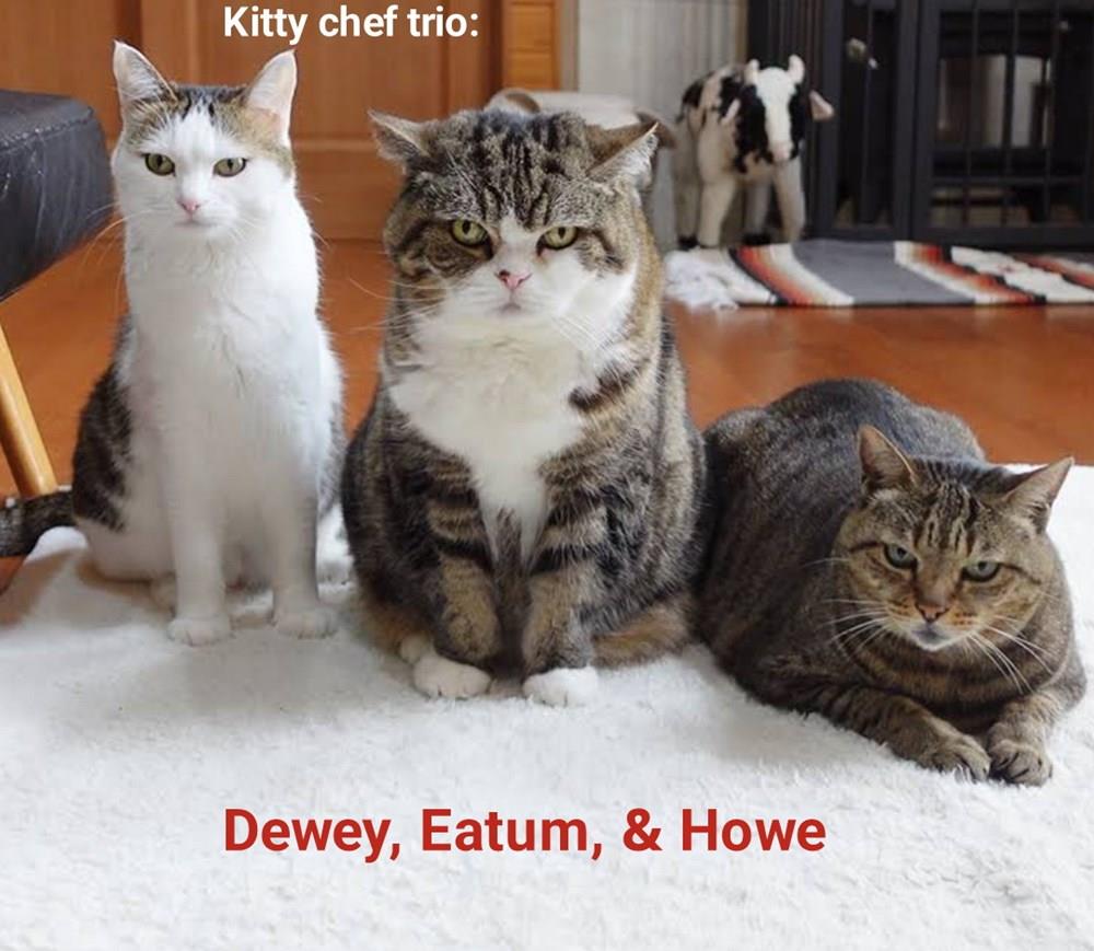 Kitty chef trio - Lolcats - lol | cat memes | funny cats | funny cat ...