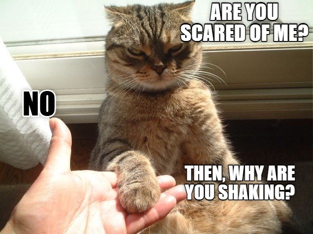 Car dad joke - Lolcats - lol | cat memes | funny cats | funny cat ...