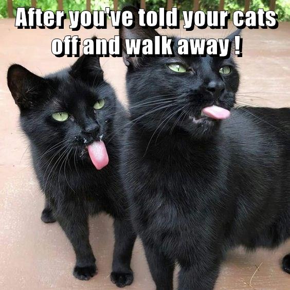 Pfftfft - Lolcats - lol | cat memes | funny cats | funny cat pictures ...