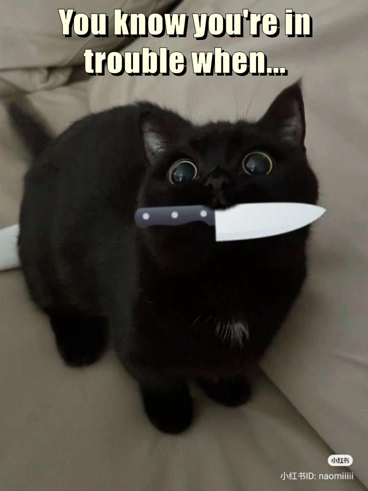 You know you're in trouble when... - Lolcats - lol | cat memes | funny ...