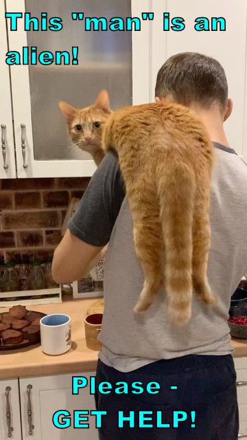 Get help - Lolcats - lol | cat memes | funny cats | funny cat pictures ...