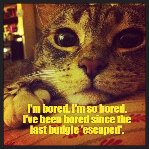 So terribly bored - Lolcats - lol | cat memes | funny cats | funny cat ...