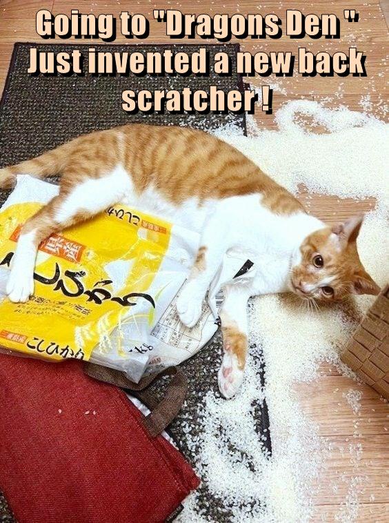 New back scratcher - Lolcats - lol | cat memes | funny cats | funny cat ...