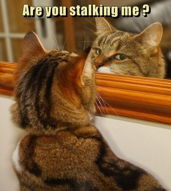 Are you stalking me? - Lolcats - lol | cat memes | funny cats | funny cat pictures with words on ...