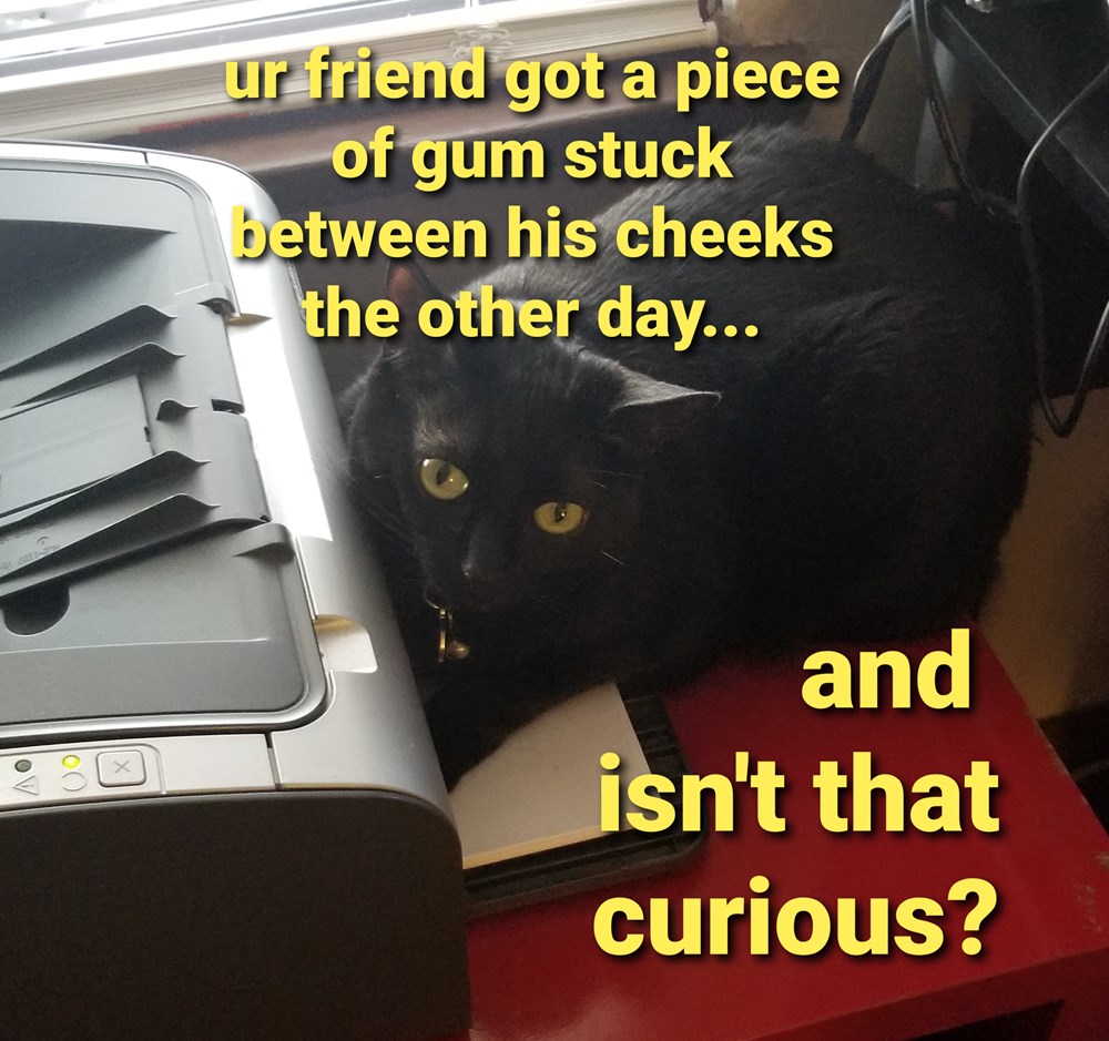 Cheeky - Lolcats - lol | cat memes | funny cats | funny cat pictures ...