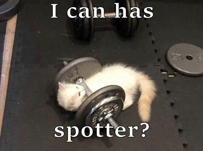 I can has spotter? - Lolcats - lol | cat memes | funny cats | funny cat ...