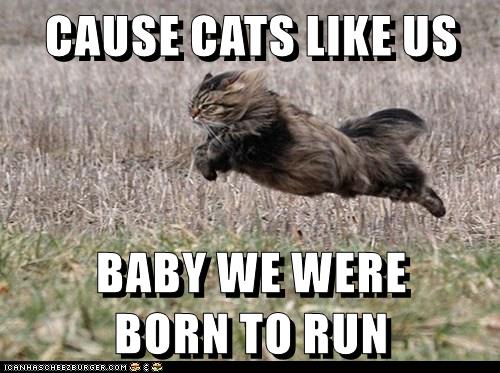 Born to run - Lolcats - lol | cat memes | funny cats | funny cat ...