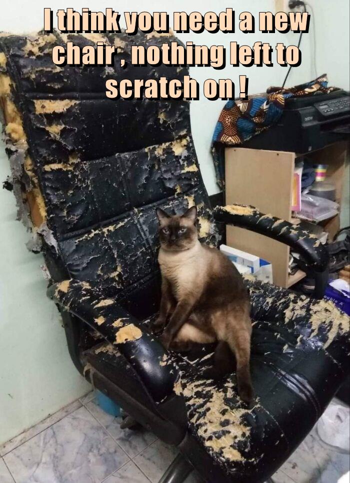 Nothing left - Lolcats - lol | cat memes | funny cats | funny cat ...