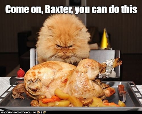 Eat it all! - Lolcats - lol | cat memes | funny cats | funny cat ...
