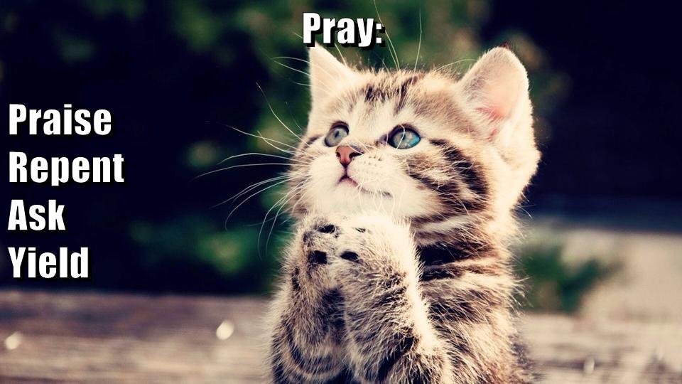 Pray - Lolcats - lol | cat memes | funny cats | funny cat pictures with ...