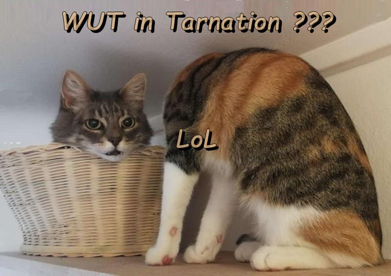 Wut - Lolcats - lol | cat memes | funny cats | funny cat pictures with ...